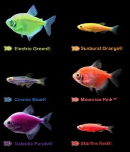 GloFish Breeding Behavior and Guide | How Many Babies Can?