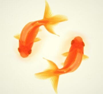 Fantail Goldfish | Great Pet for Cold Water Aquariums