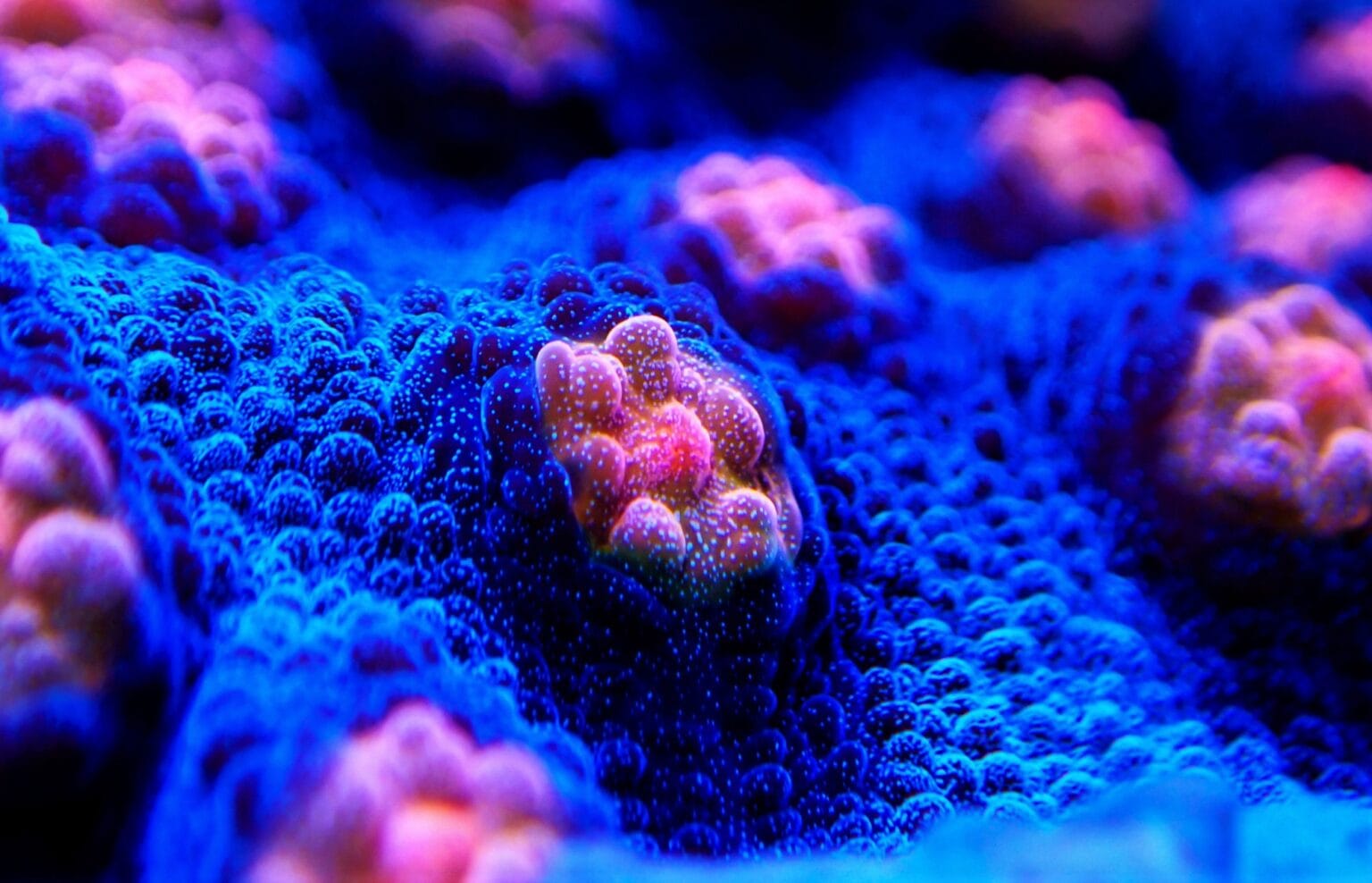 A Chalice Coral Care, Feeding, Placement & Identification