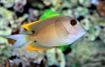 Tomini Tang Fish Care, Lifespan, Food, Breeding, Tank Mates