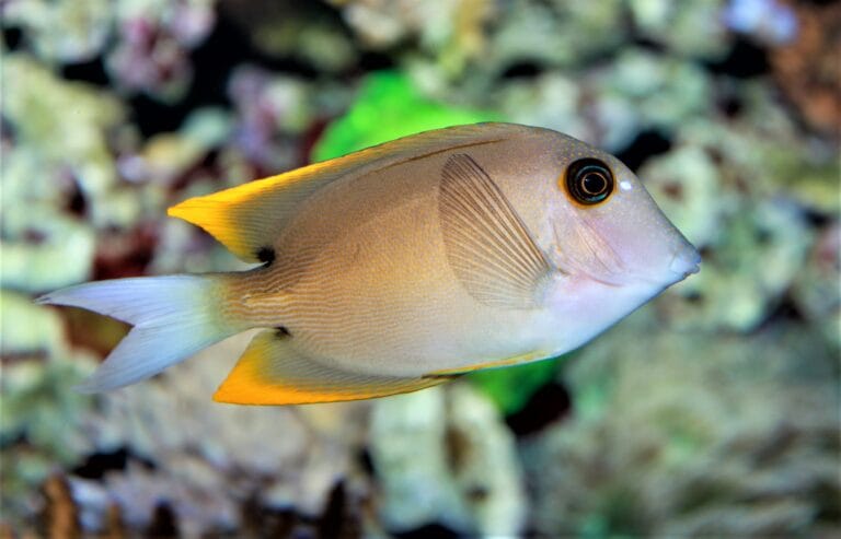 Tomini Tang Fish Care, Lifespan, Food, Breeding, Tank Mates