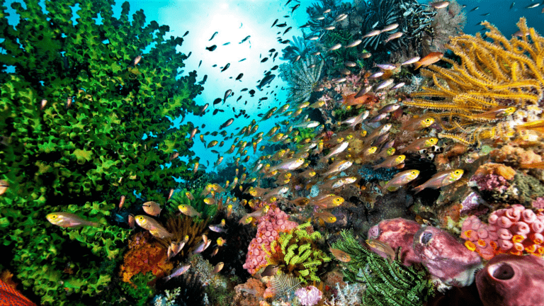 Best Temperature Range For Coral Reef Growth in Tank To Live