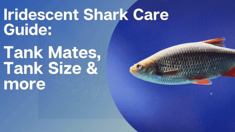 Iridescent Shark Care, Tank Mates, Diseases & Diet