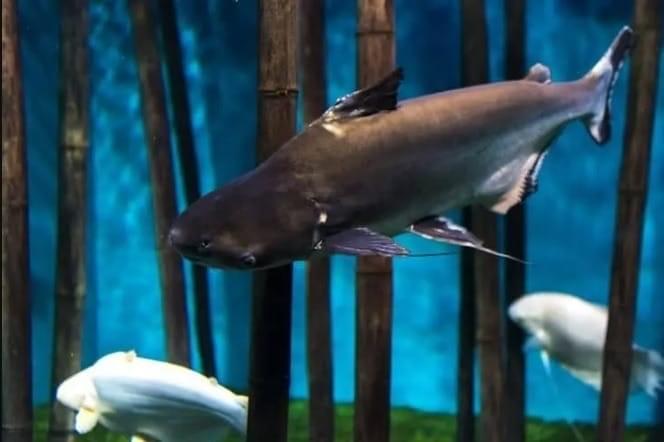 Iridescent Shark Care, Tank Mates, Diseases & Diet